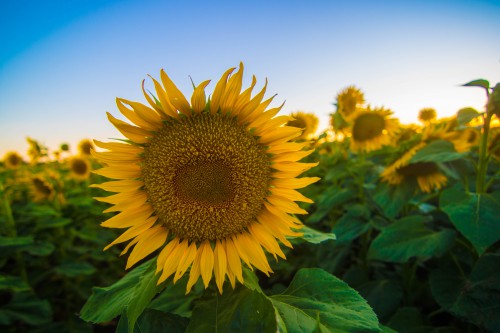 Sunflowers in June-16 | Davis Vanguard