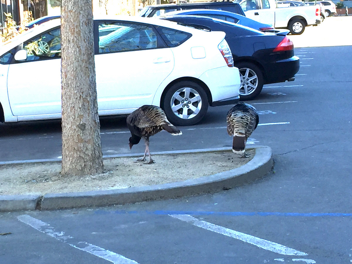 City Has to Clarify Position on Wild Turkeys | Davis Vanguard