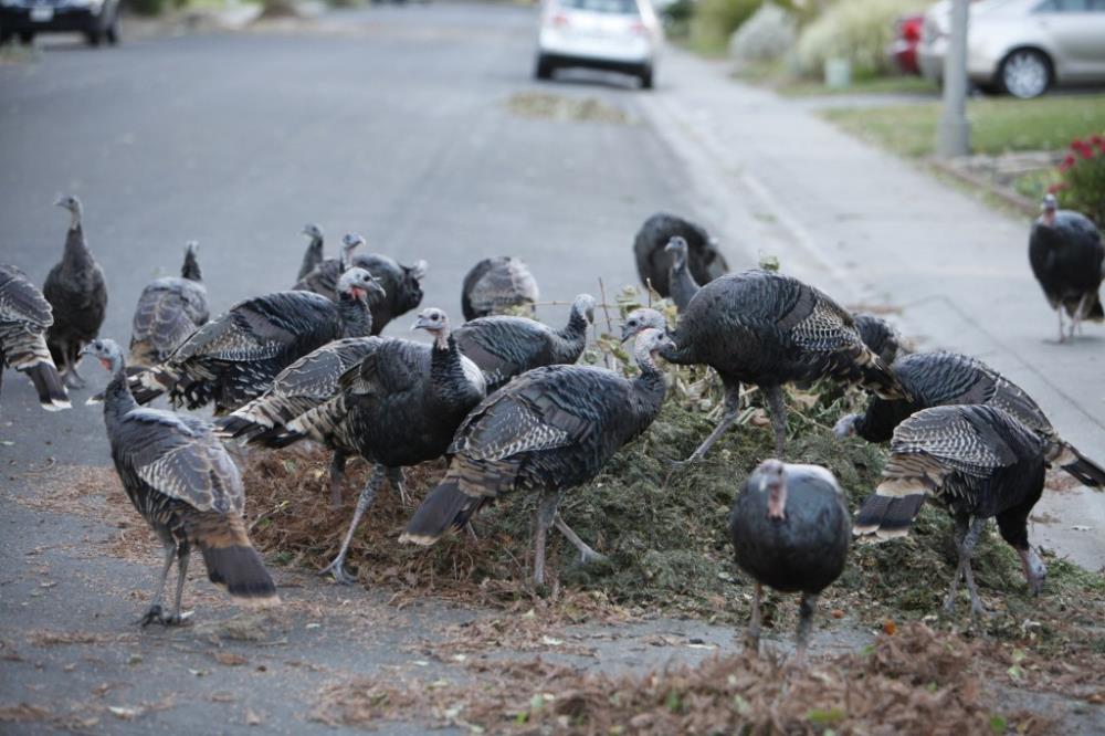 City Has to Clarify Position on Wild Turkeys - Davis Vanguard
