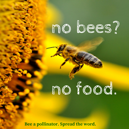 No Bees, No Food - Davis Vanguard