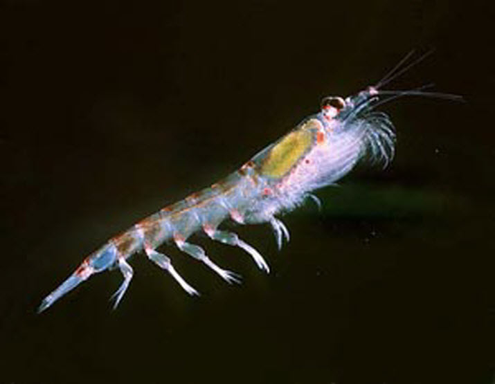 The Shrinking Life of Krill - Davis Vanguard