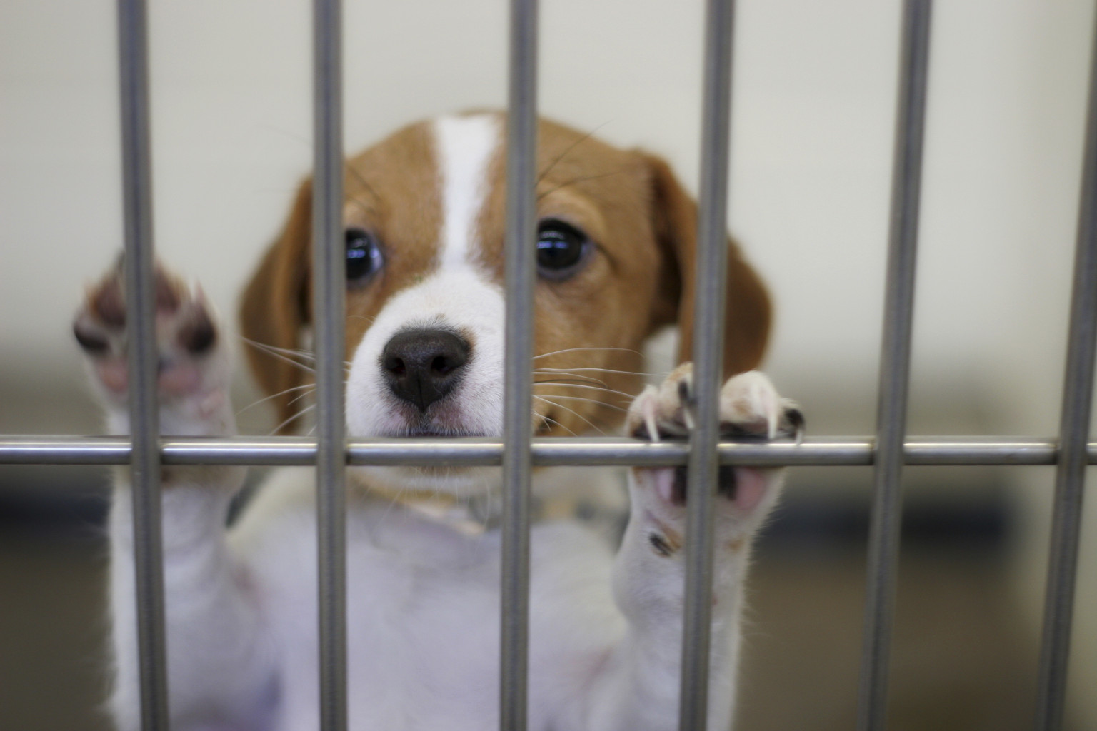 A Letter to Yolo County's Animal Loving Population - Davis Vanguard