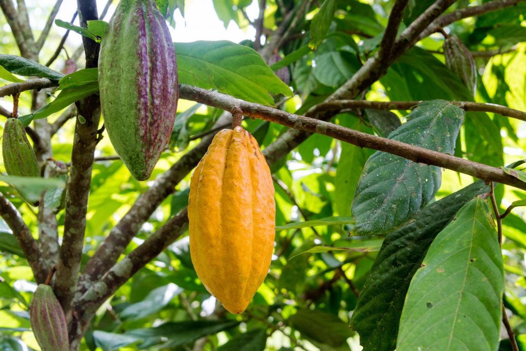 Cacao Research Comes to Downtown Davis - Davis Vanguard