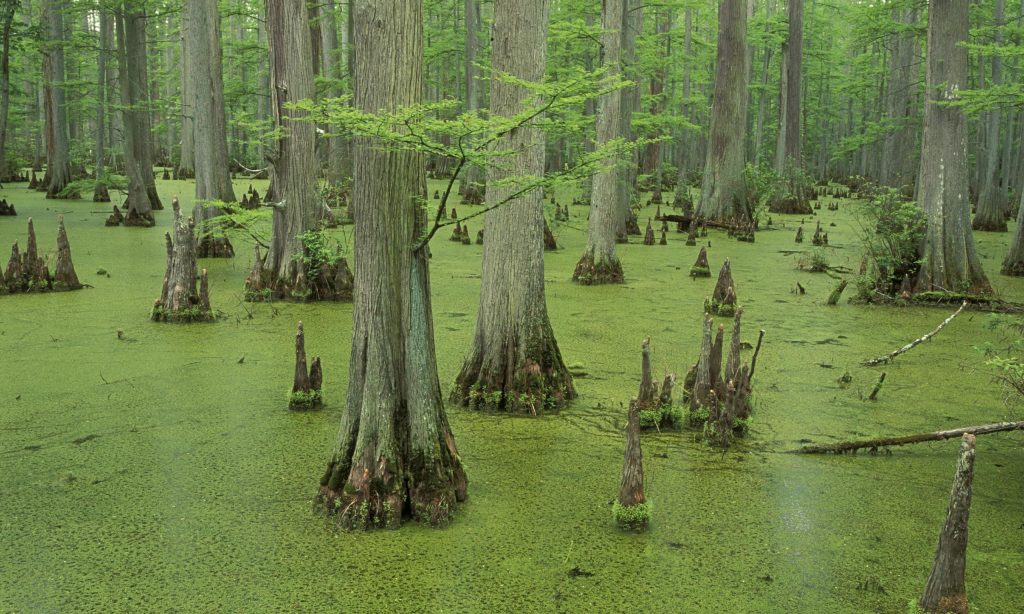Student Opinion: Lakes And Swamps: The Overshadowed Key To Combating ...