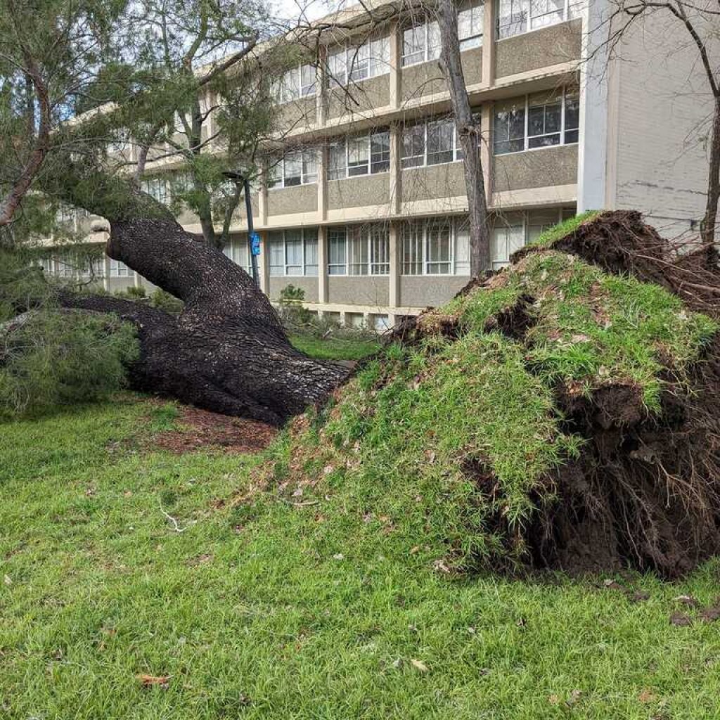 Trees Down - Davis Vanguard