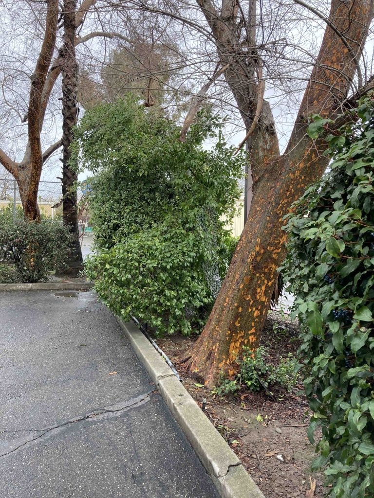 Trees Down - Davis Vanguard