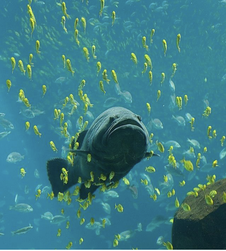 Student Opinion: Fishy Feelings – What Fish Can Teach Us about Being ...